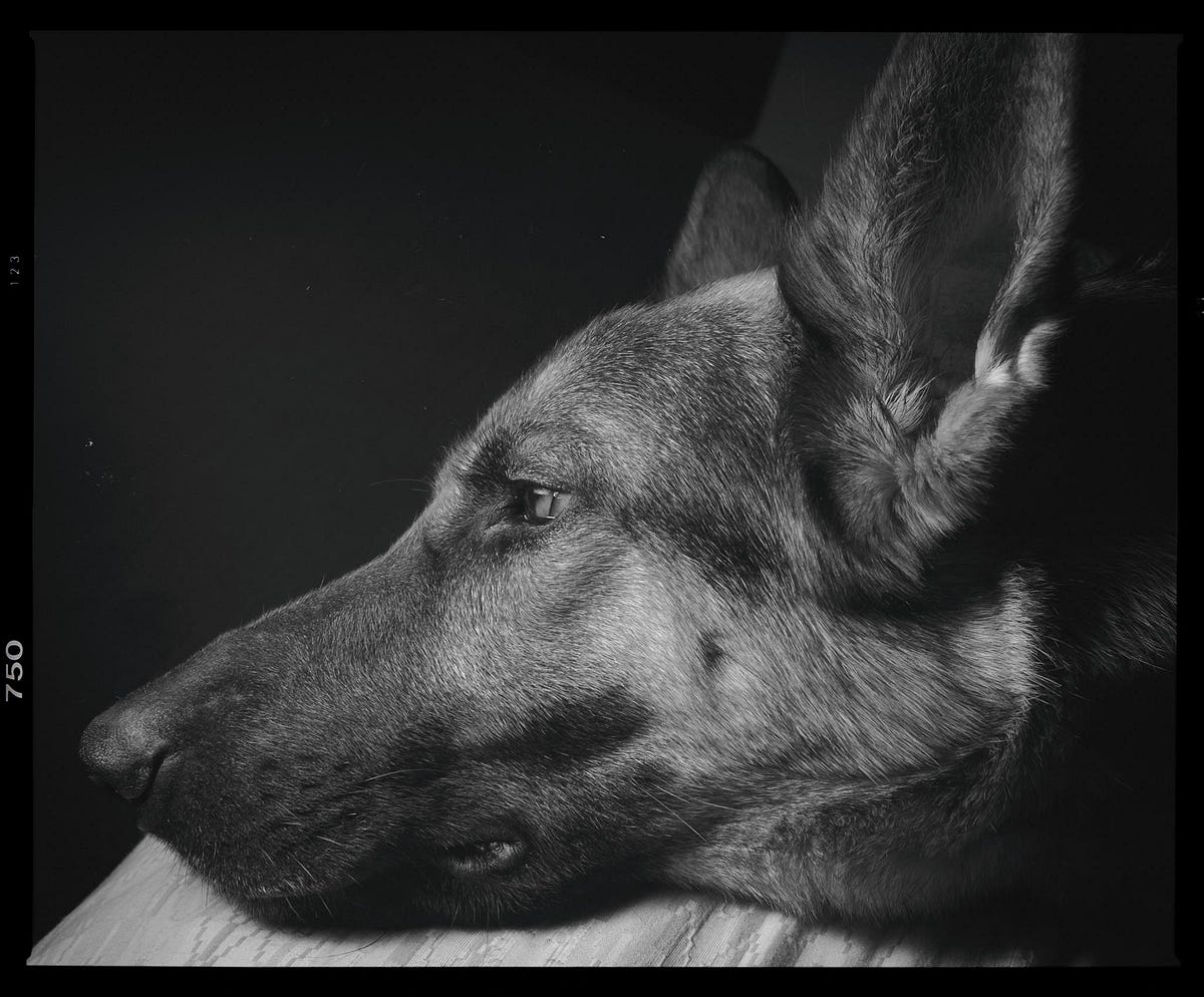 My (reactive) dog and me. I named her June. | by Emma Geisler Cranston ...