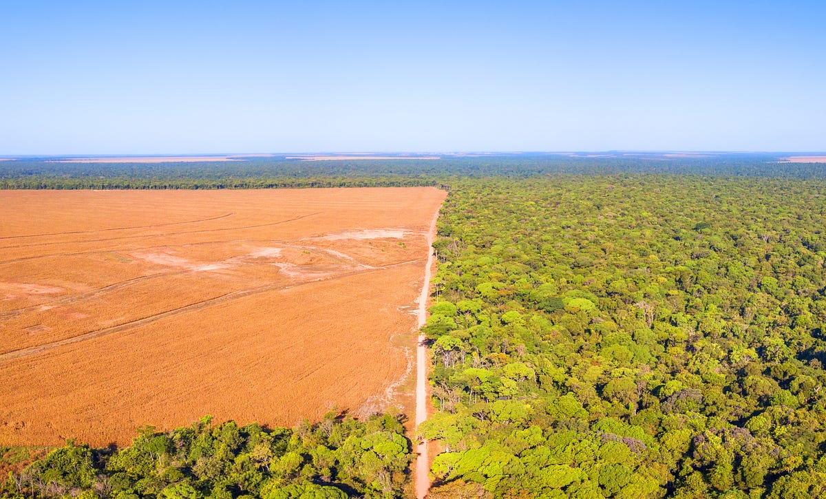 3 Devastating Impacts of Deforestation on Amazon Rainforest Vegetation ...
