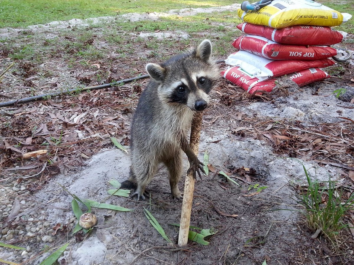 Feeding wildlife can have unforeseen consequences | by Conservancy of ...
