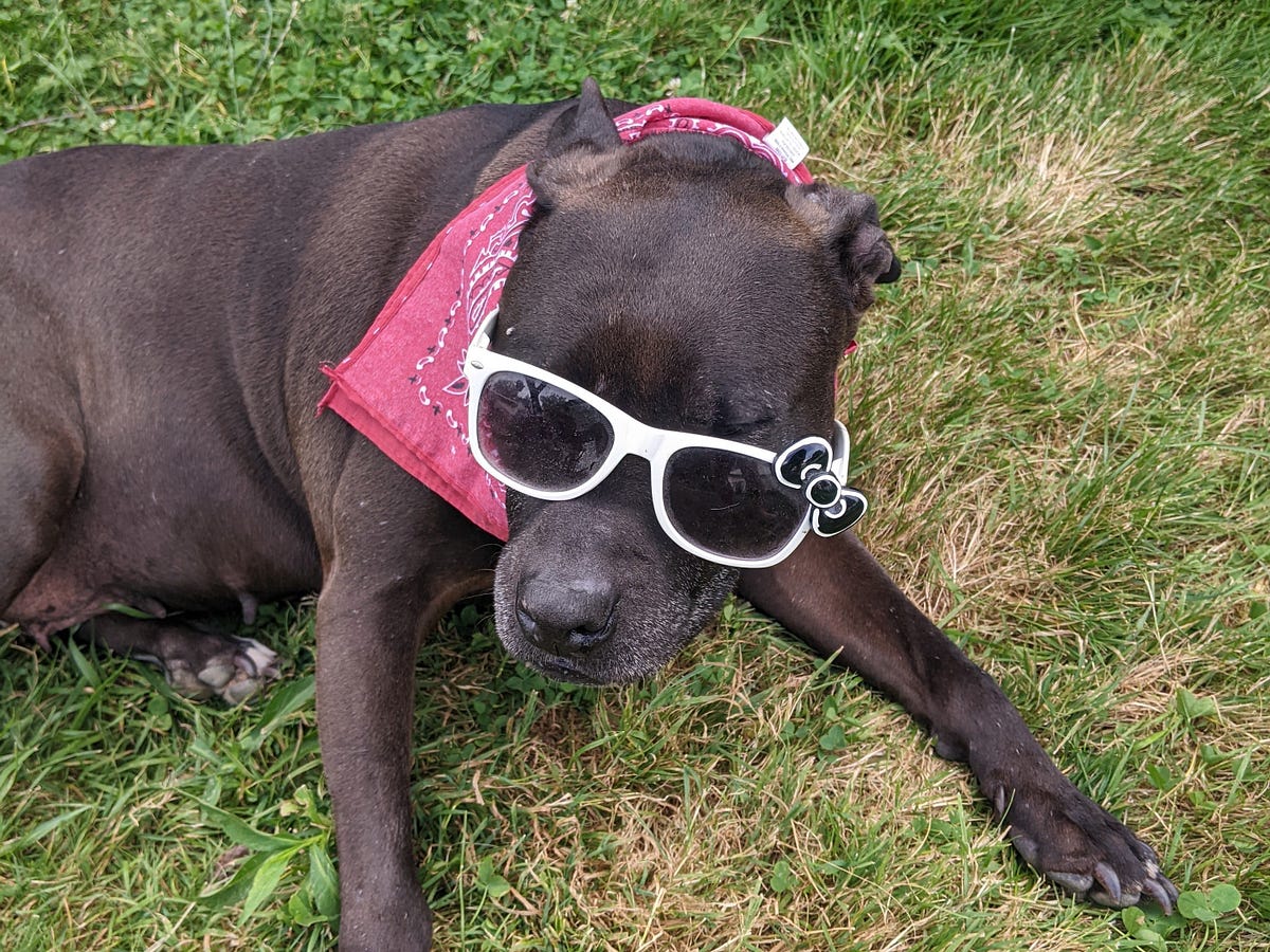 Losing Scarlet; how I hope my dog’s love will show me the path from ...