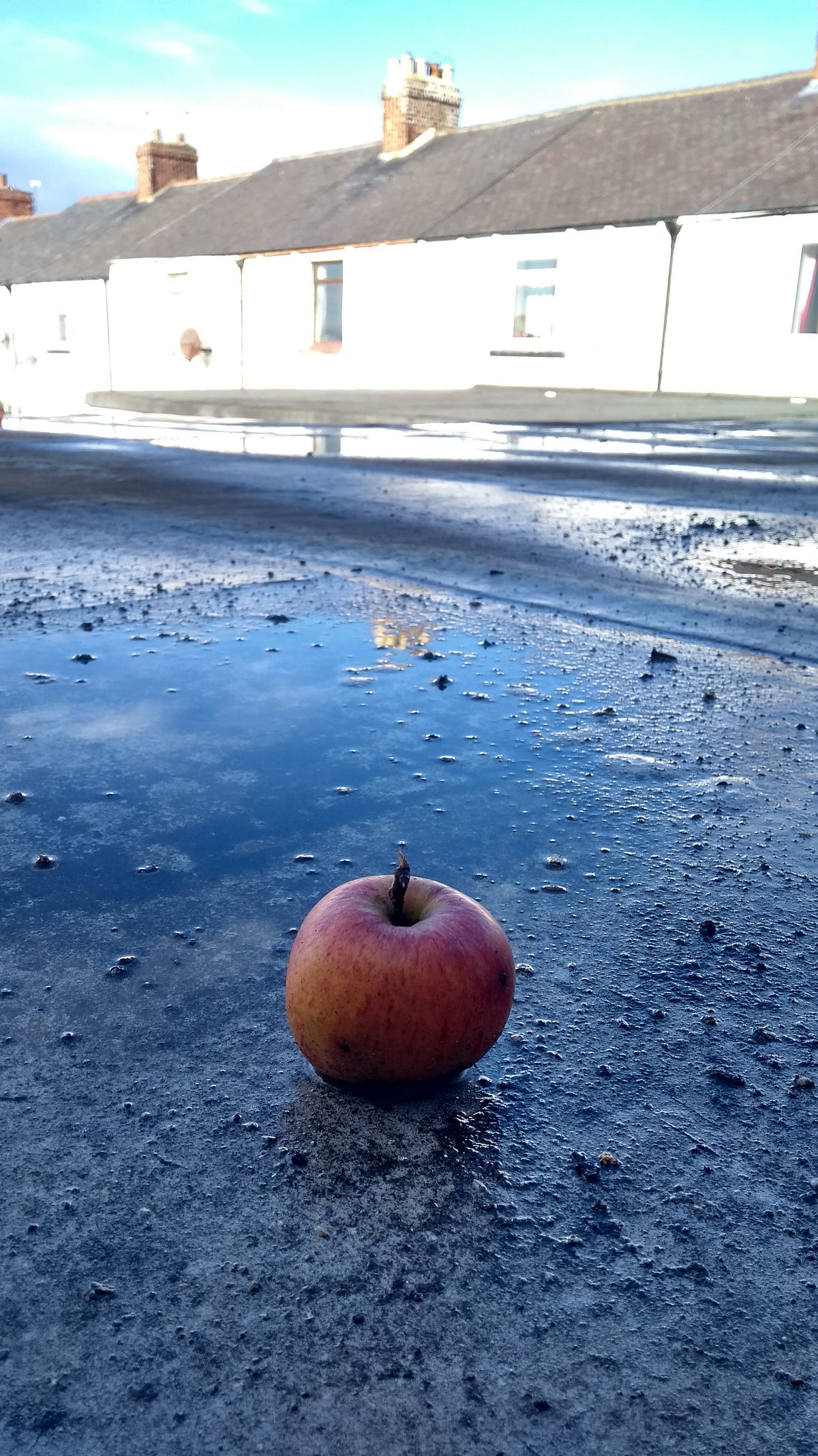 #122: The Apple on a Rooftop. When nature provides | by Eleanor Scorah ...
