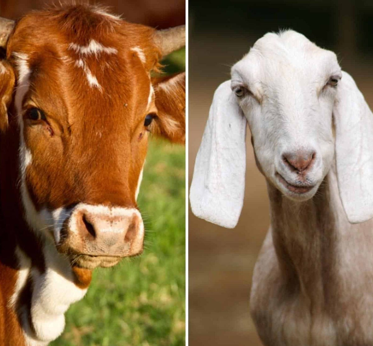 A COW AND A GOAT POETRY ’’ | by Sohail Murtaza joyia | Nov, 2024 | Medium