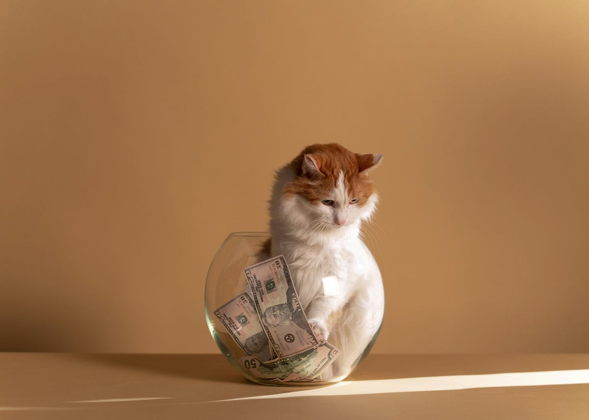 Rich Cat, Poor Cat: What the Rich Know and Other Lessons from a Ten ...