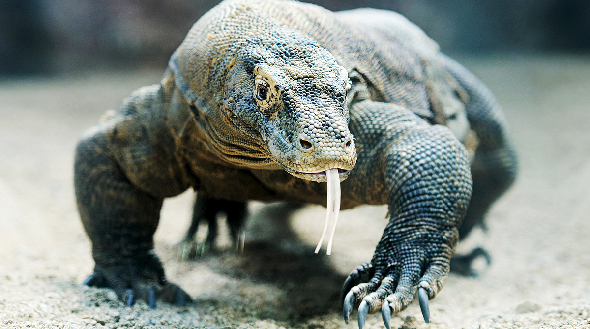 “The dragon of lore is a creature that controls the climate, of Nature ...