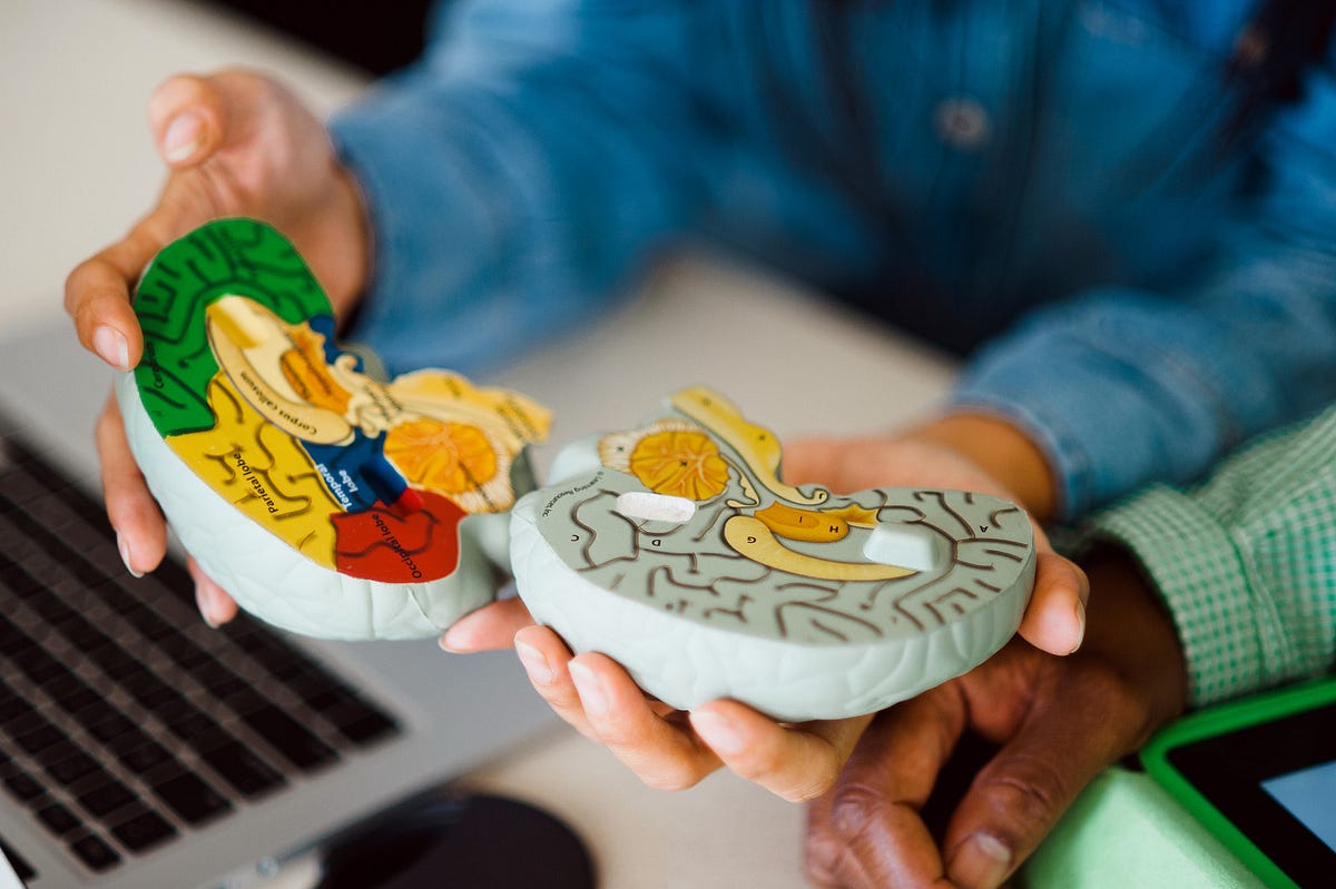 How to Teach Your Students About the Brain | by Yoga Ed. Team | Yoga Ed ...