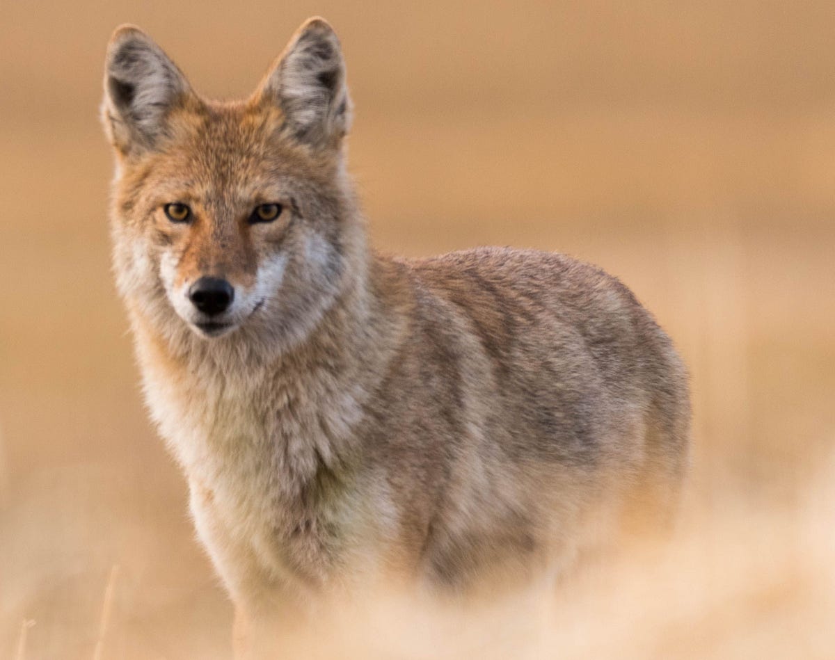 The Guardians — Part Eleven. Coyote Ugly | by Chris Swilley | Medium