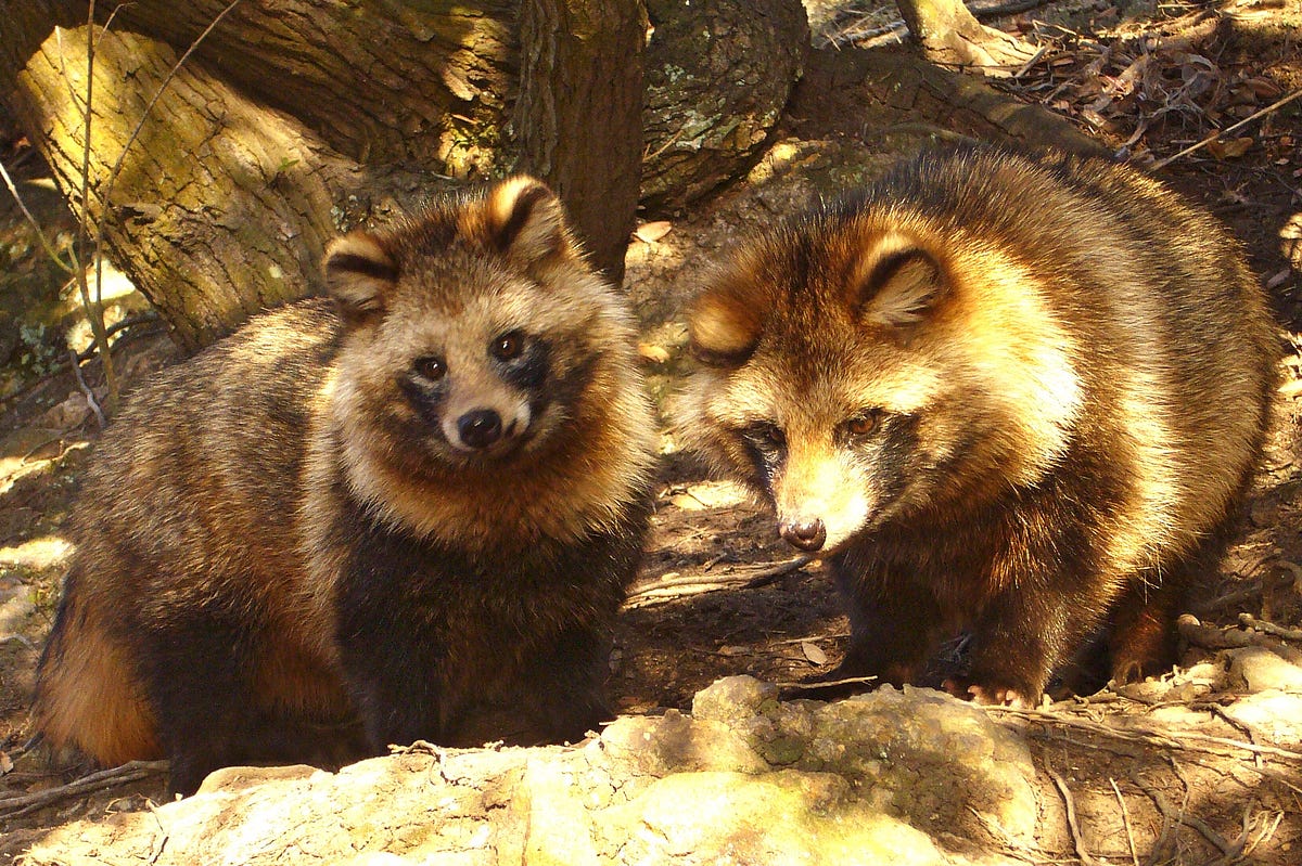 Explore the Fascinating World of Japanese Raccoon Dogs! | by Freda ...