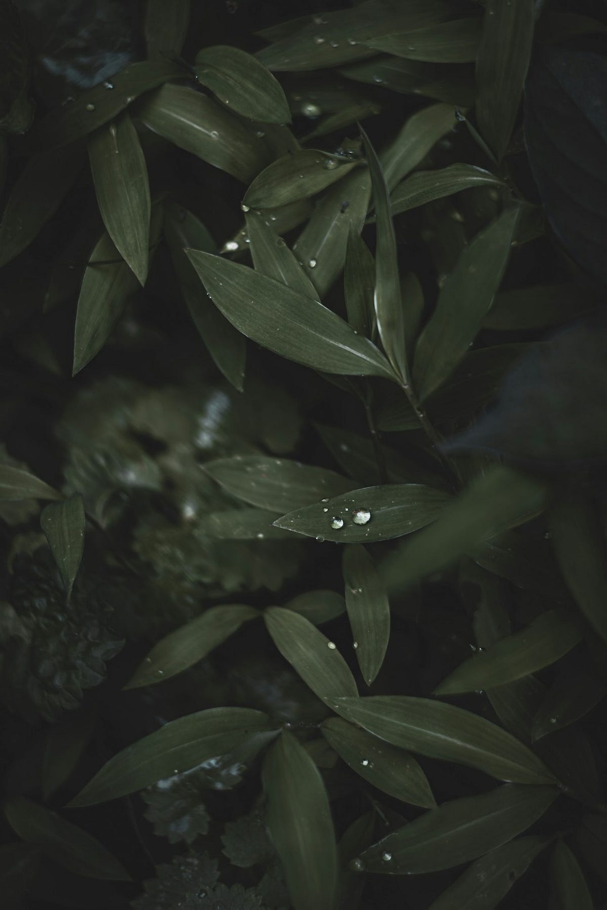 What Nietzsche Really Meant When He Said ‘Be Fierce’ | by Ankit Gupta | Write A Catalyst | Jul ...