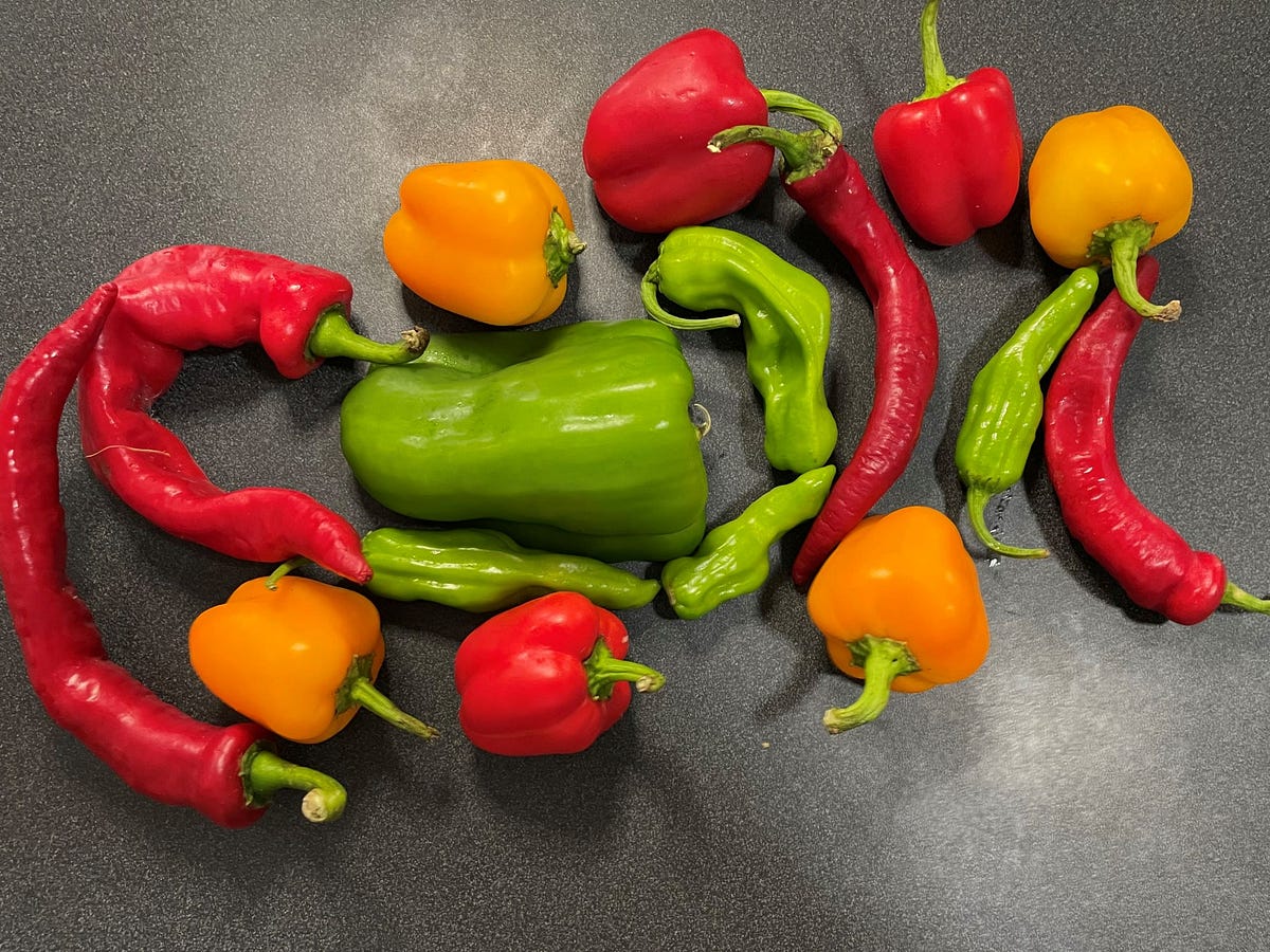 Woke Vegetables Keep Us Growing and Eating Well | by Jillian Abbott ...