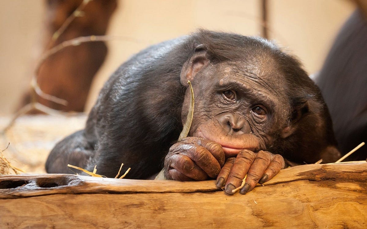 The Rekt Ape Project. A story about revengeneering. | by Desperate Dev ...