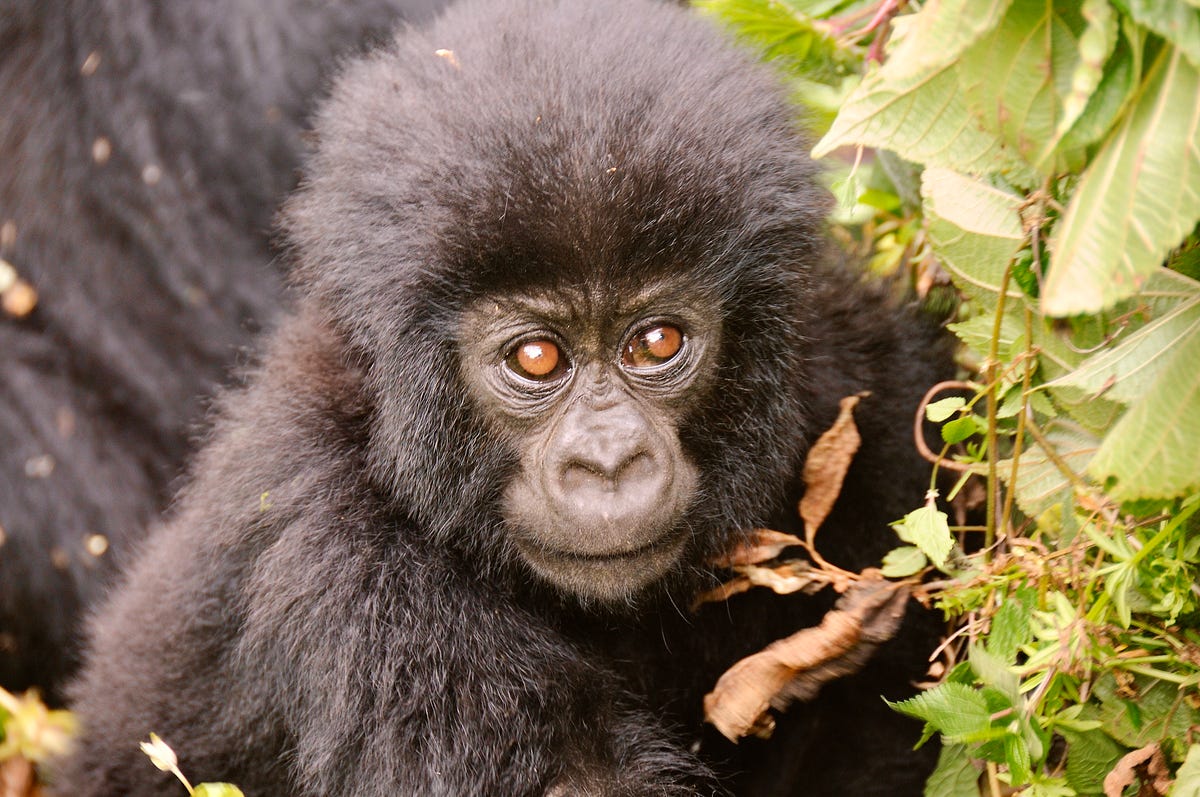 WHAT PRIMATES CAN TEACH US ABOUT US | by CFlisi | Science For Life | Medium