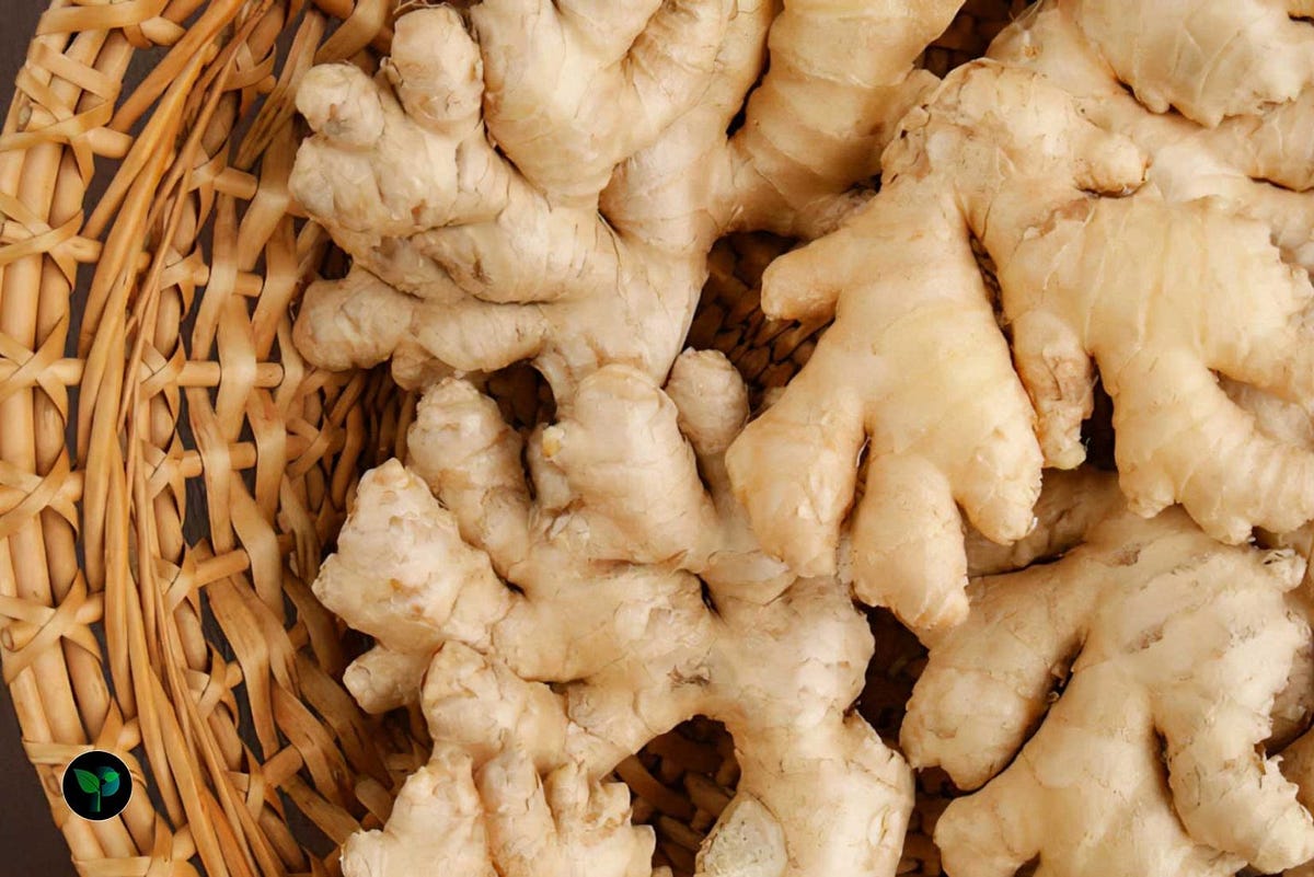 Where does ginger grow fast?. Ginger grows best in regions with… | by ...