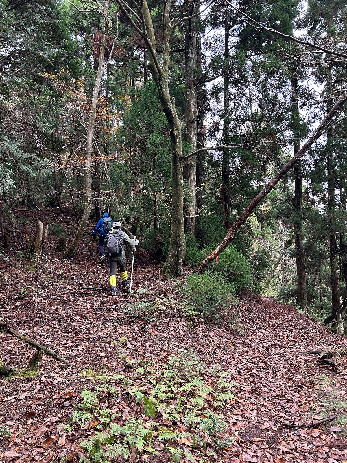 Why do I need walking?. I like to walk. I like walking in woods… | by ...