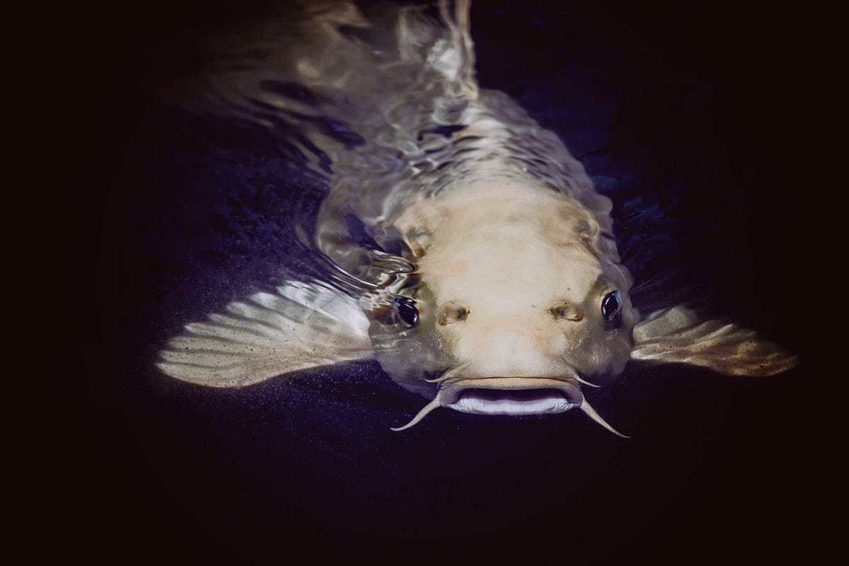 Social Media And Catching Cyber Catfish | by Robert Shaneyfelt | Medium