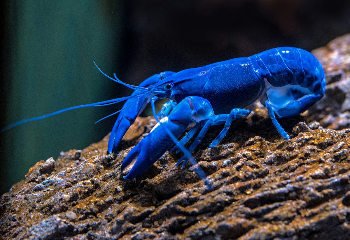 How is the Colour of a Lobster Determined? | by Hayden Lin | Medium