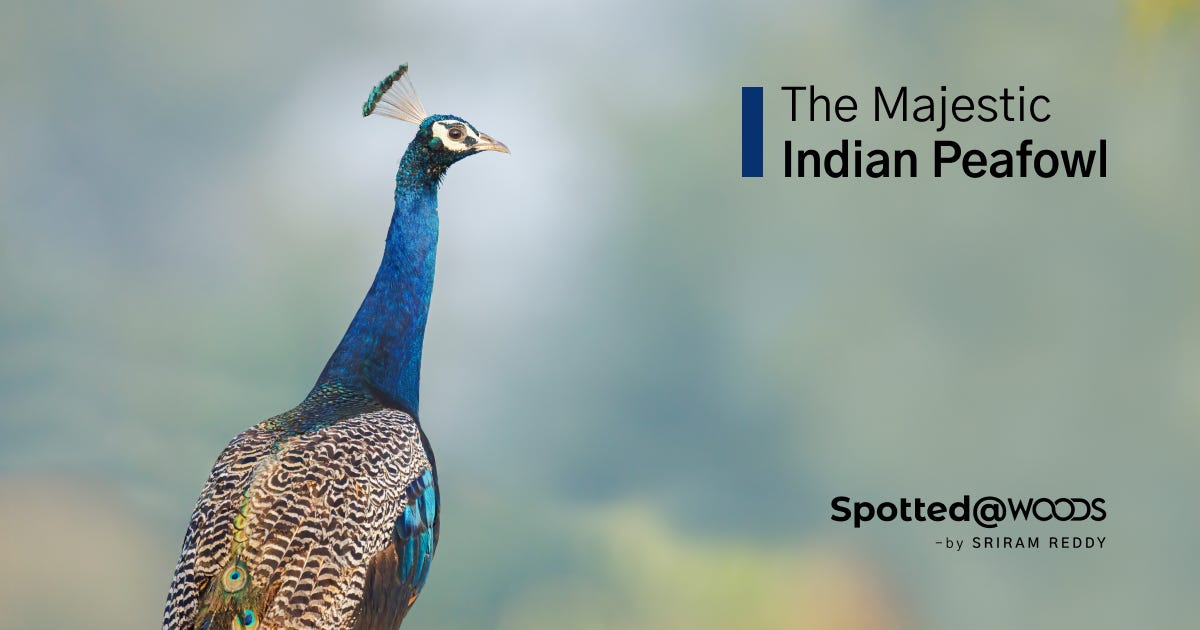 The Majestic Indian Peafowl that Resides in a Man-Made Forest. | by ...