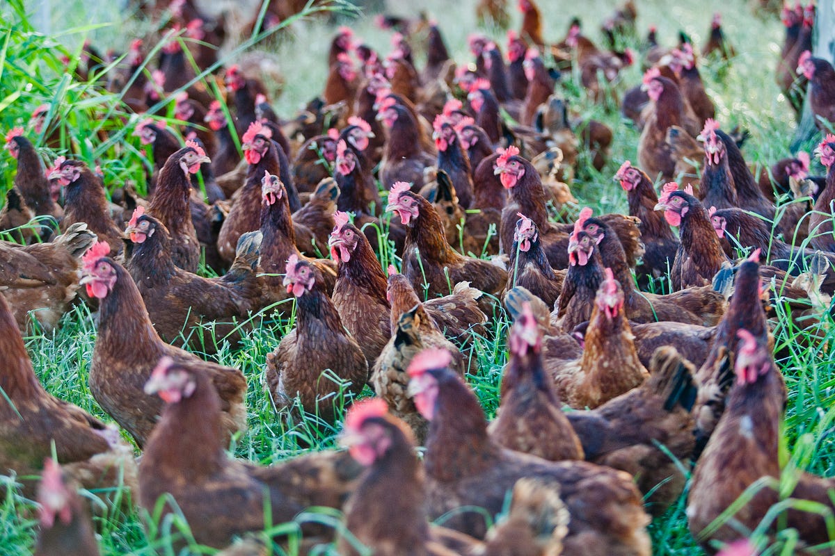 Mercado do frango apresenta variações consideráveis nos últimos meses ...