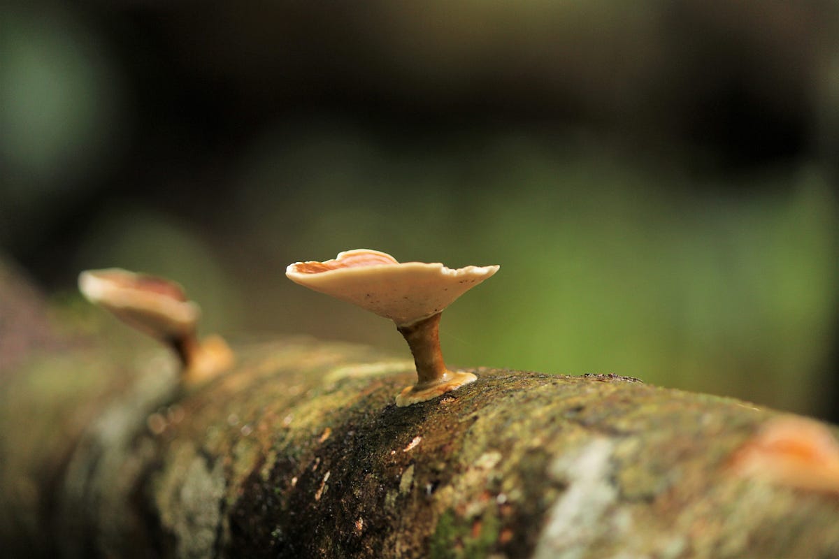 Exploring the rainforest of Agumbe | by Suvro Banerjee | Medium