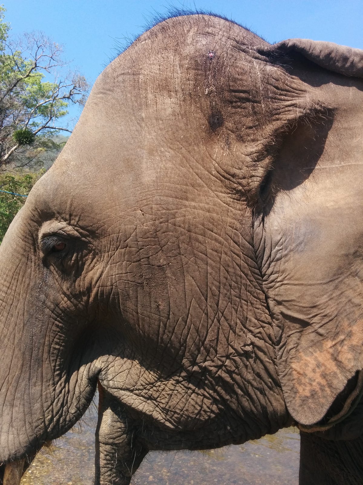 Elephant cruelty still rampant in Chiang Mai, Thailand | by Alan ...