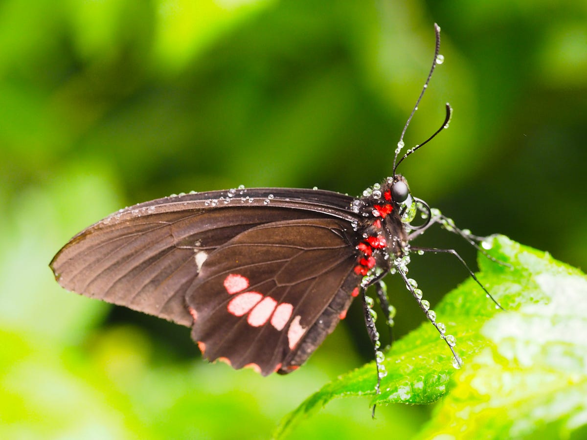 Dew Drenched Butterfly. Haiku | by Janice Gill | SNAPSHOTS | Medium