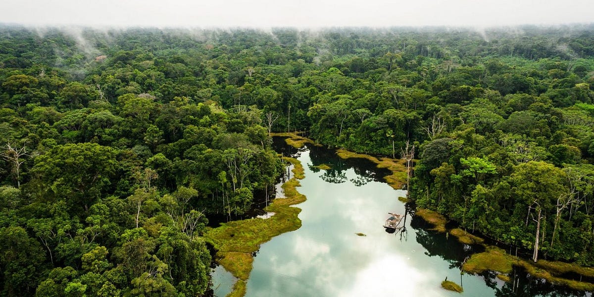 Right into the Wild: A Trip Through the Amazon.com Jungle | by ...