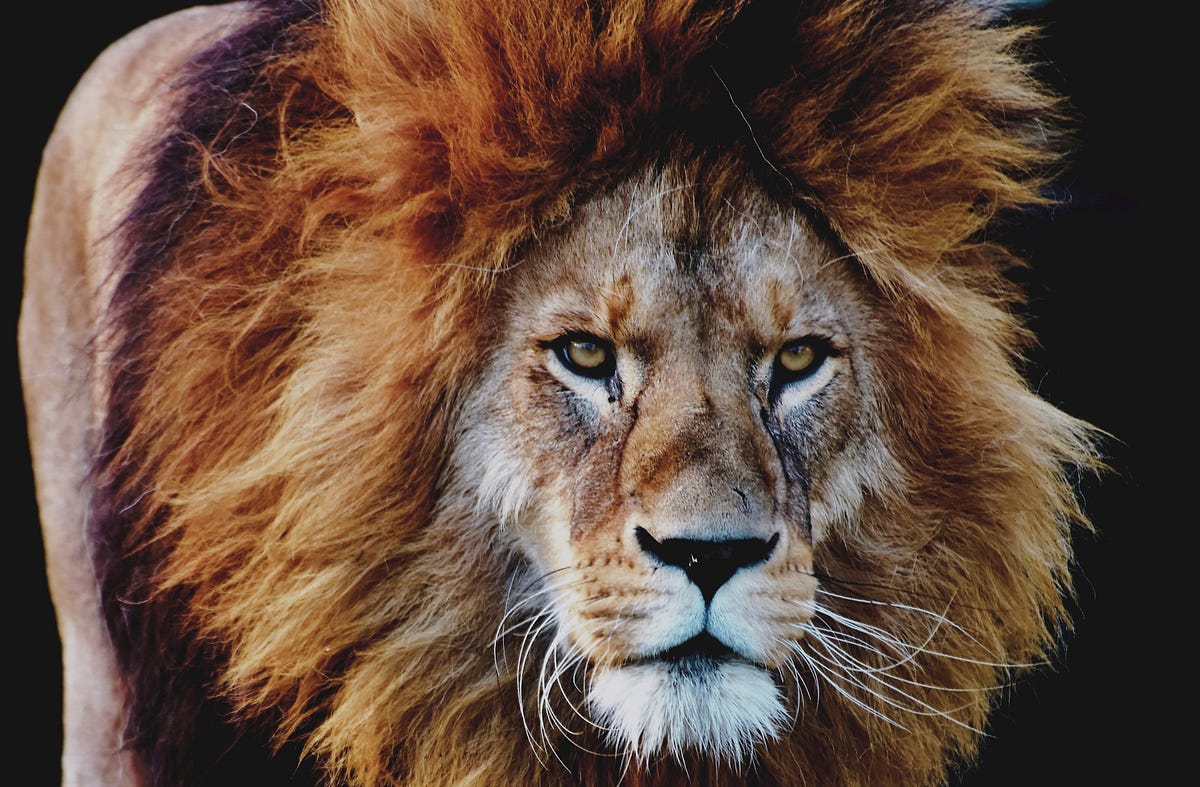 The Lion and The Emperor. “He stared into the lion’s eyes, but… | by ...