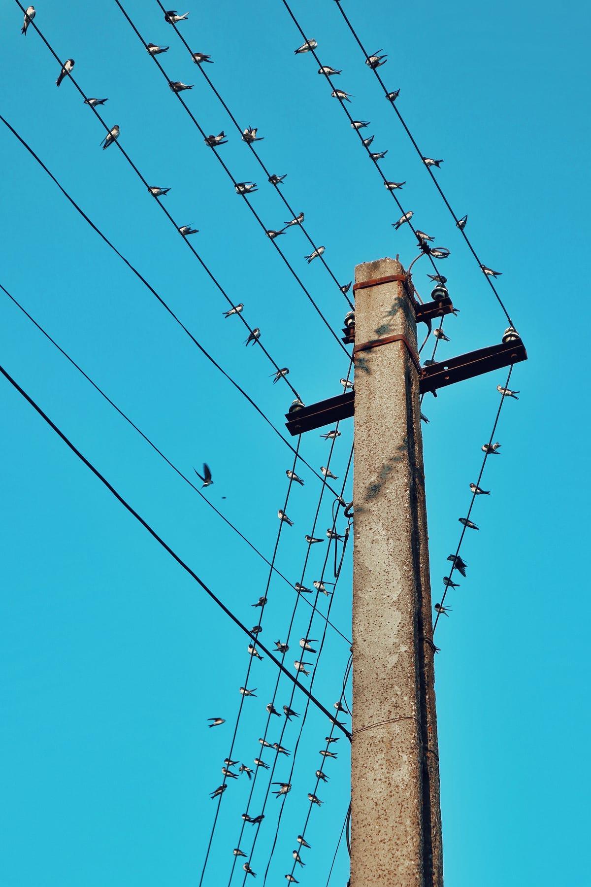 Monday Music. birds on a wire - my father knew them… | by K.S ...