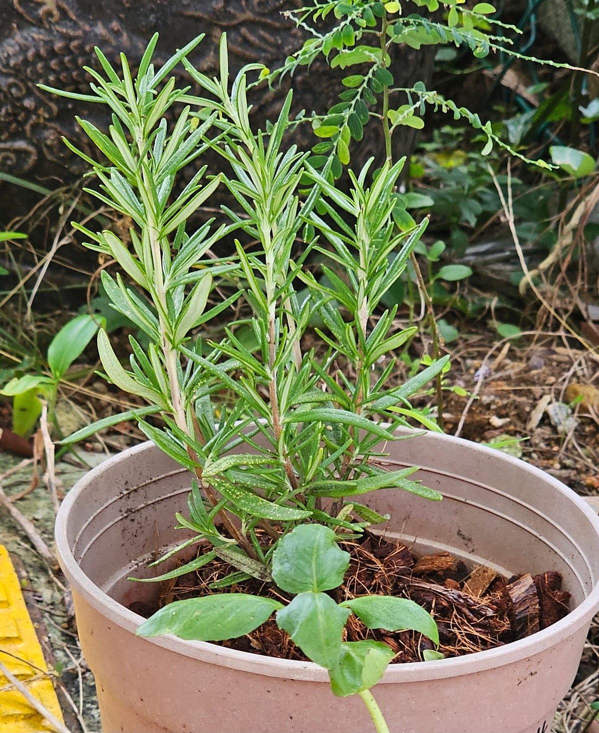 2 Reasons Why I Started an Herb Garden at Home [Pt 1] | by Dough Hacker ...