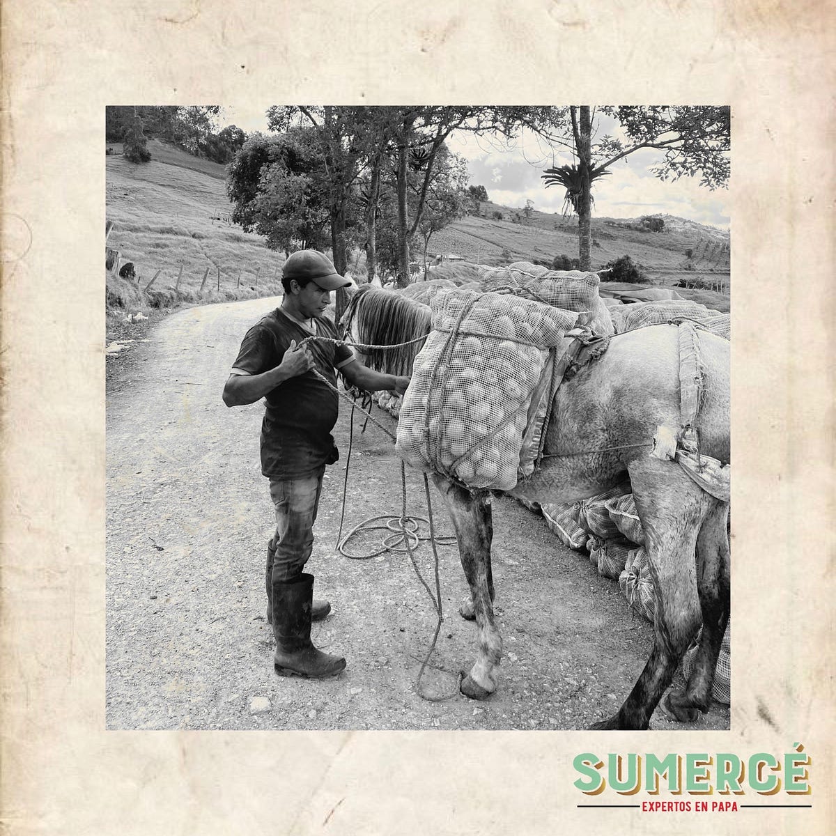 SUMERCÉ - Maria Cecilia Amaya - Medium