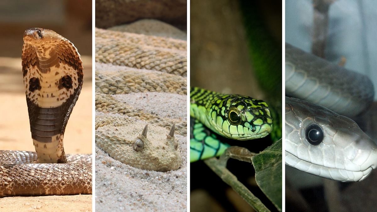 10 Most Dangerous Snakes Which Should Be Avoided - SparkInList - Medium