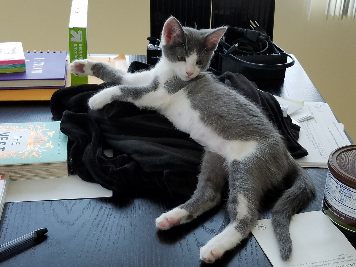 Purr-fectly Productive: How Your Cat Is Secretly Your Best Business ...