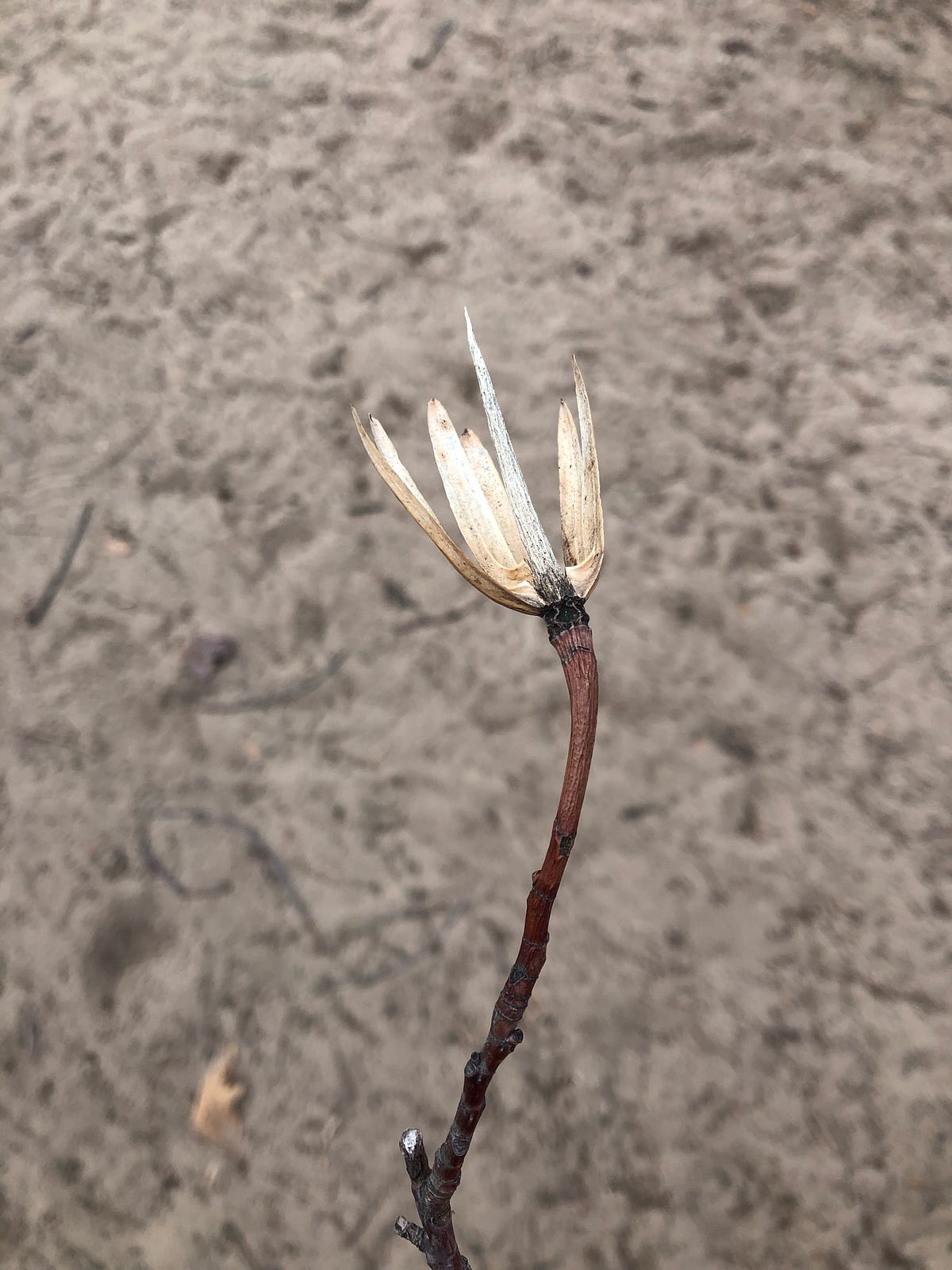 Sun, Fun, and Tradition at the Lake County Fairgrounds! | by JC Elizabeth | About Me Stories ...