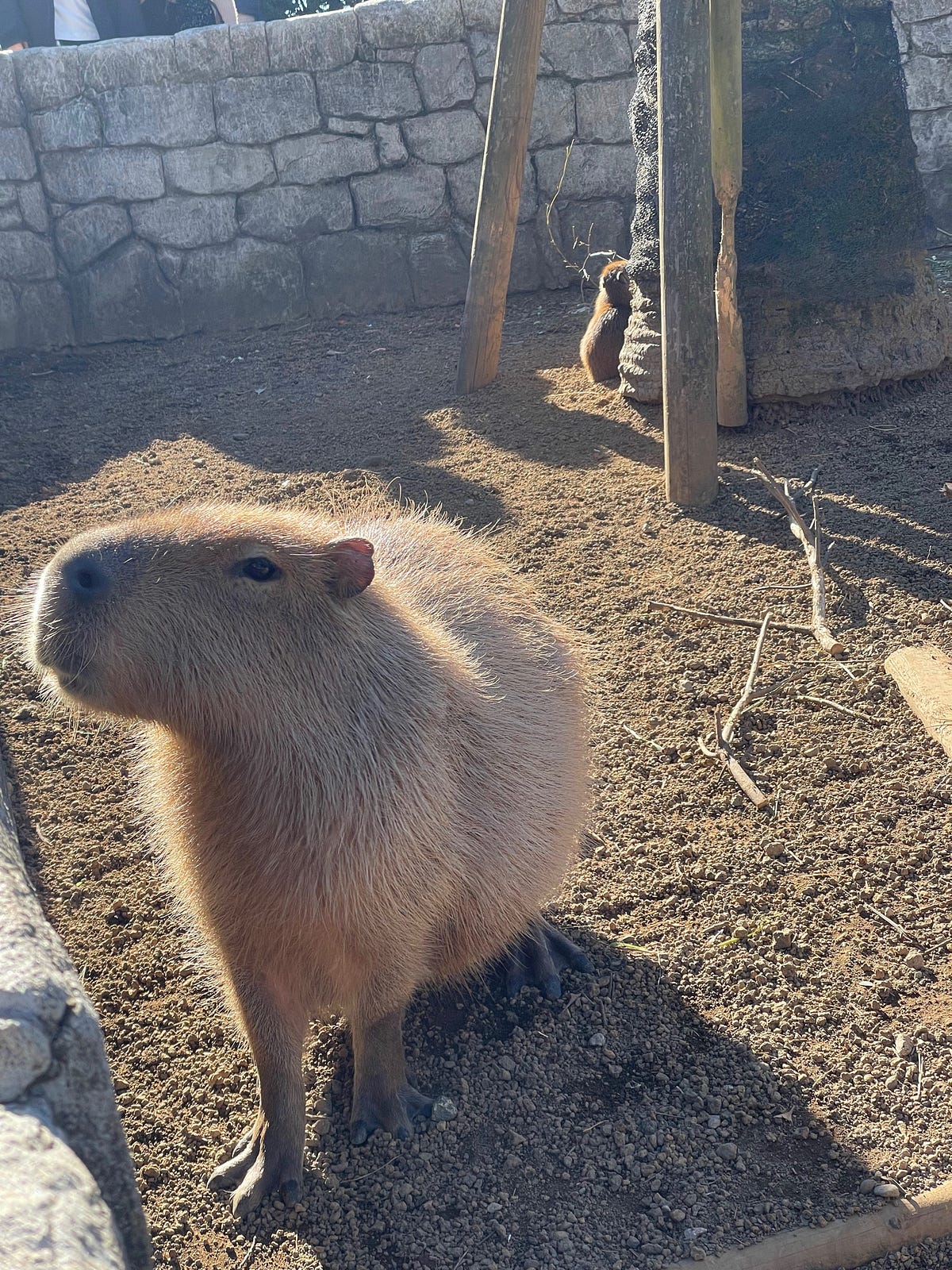A Day at Izu Shaboten Zoo (Capybaras, Cacti, and Silence) | by ...