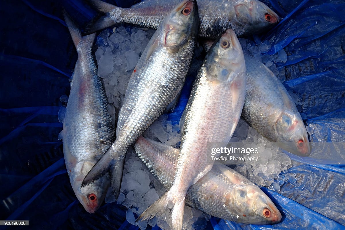 Food : Fish eater Bengali. Fish eater Bengali | by Udayon kumar ...