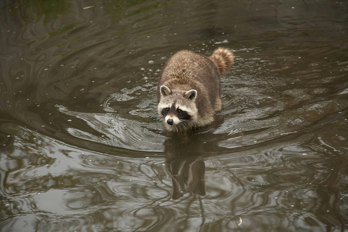 We did it! Sewer District’s top-notch lab can now test for raccoon DNA ...