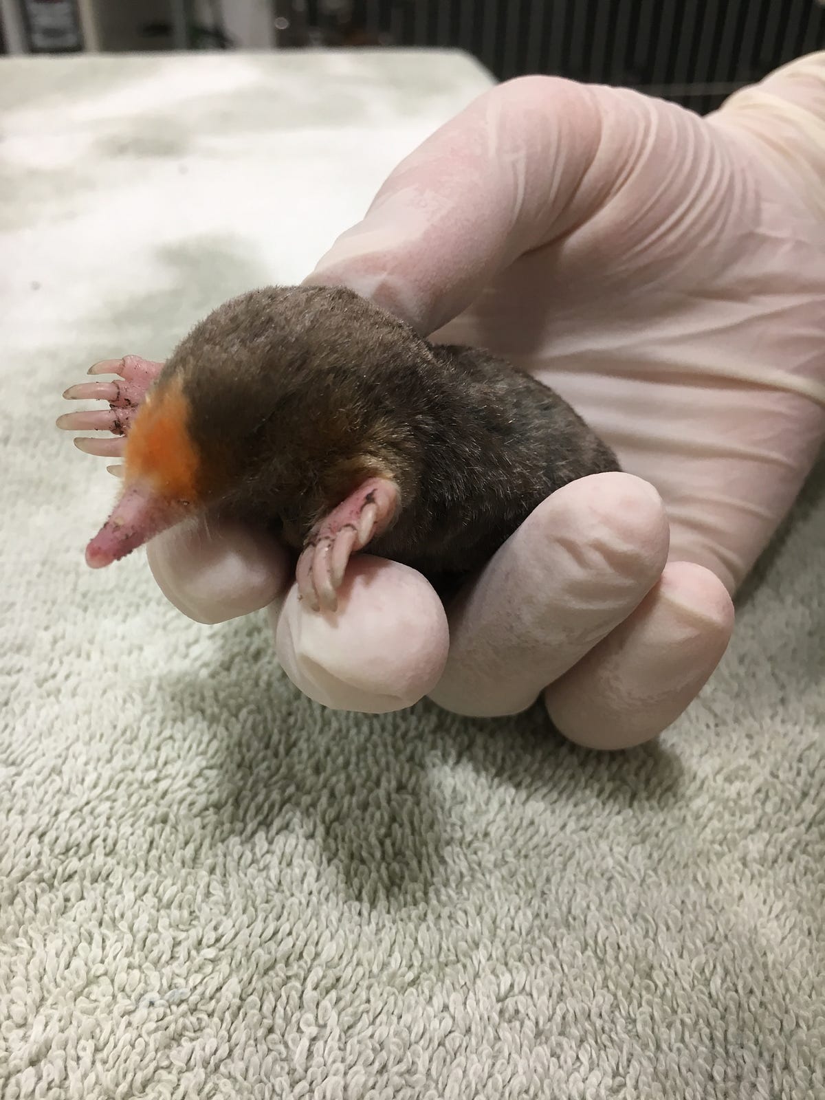 Mole Animal