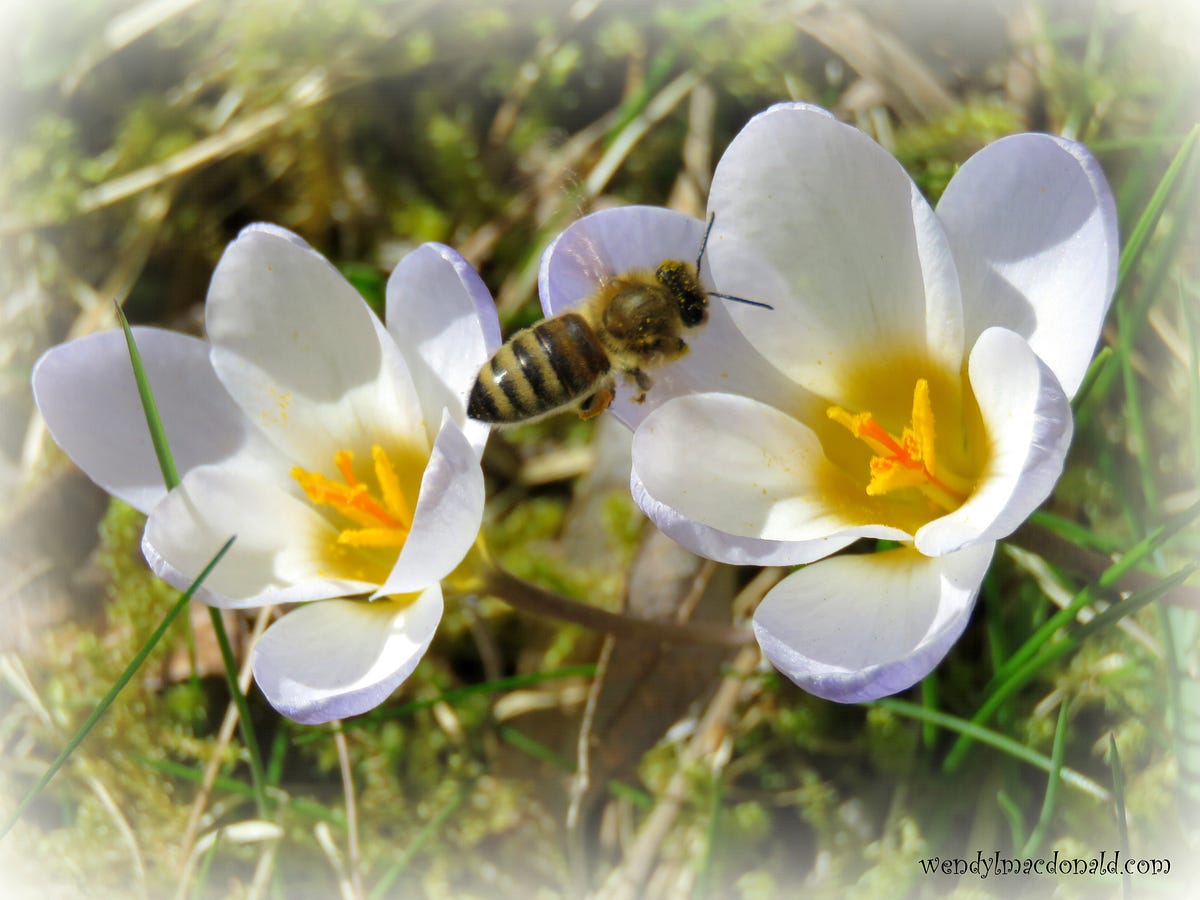 Bee-beautiful Hope. In spring, finding the first honeybee… | by Wendy ...