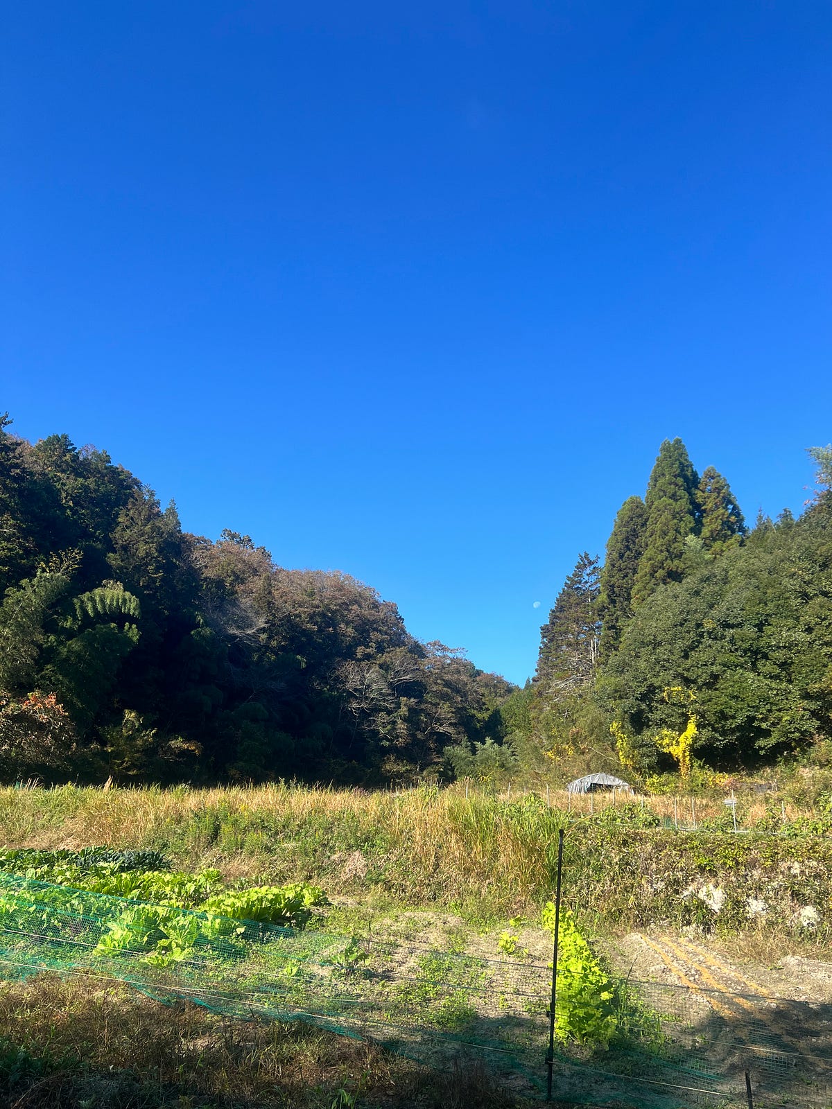 52 Weeks on the Farm: Week 43. Late November, the weather is finally… | by SJ Spencer | 52 Weeks ...