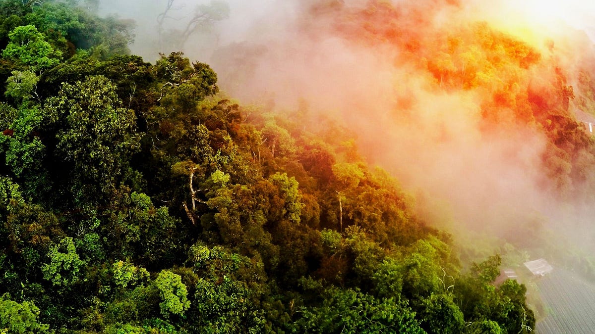 Carbon Offsetting to Net Zero Is Just Another Form of Greenwashing | by ...