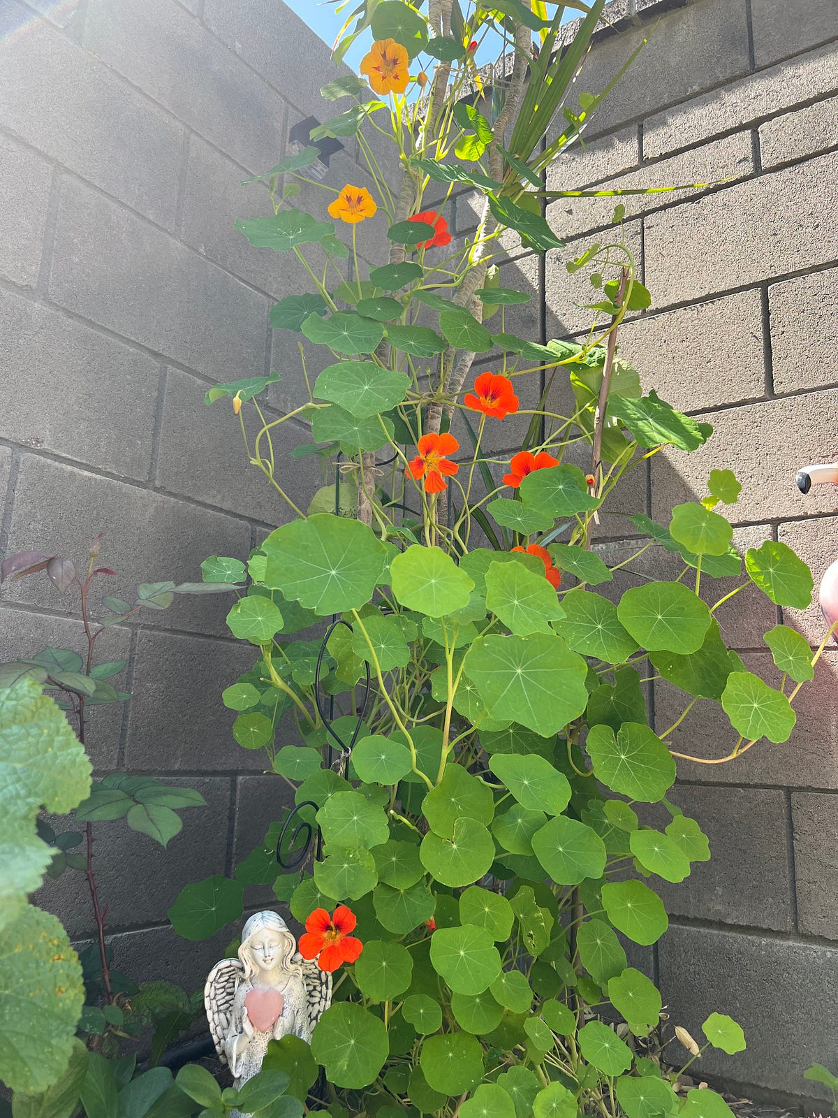 The Beauty and Bounty Of The Neglected Garden | by Dr. Seema Patel (PhD ...