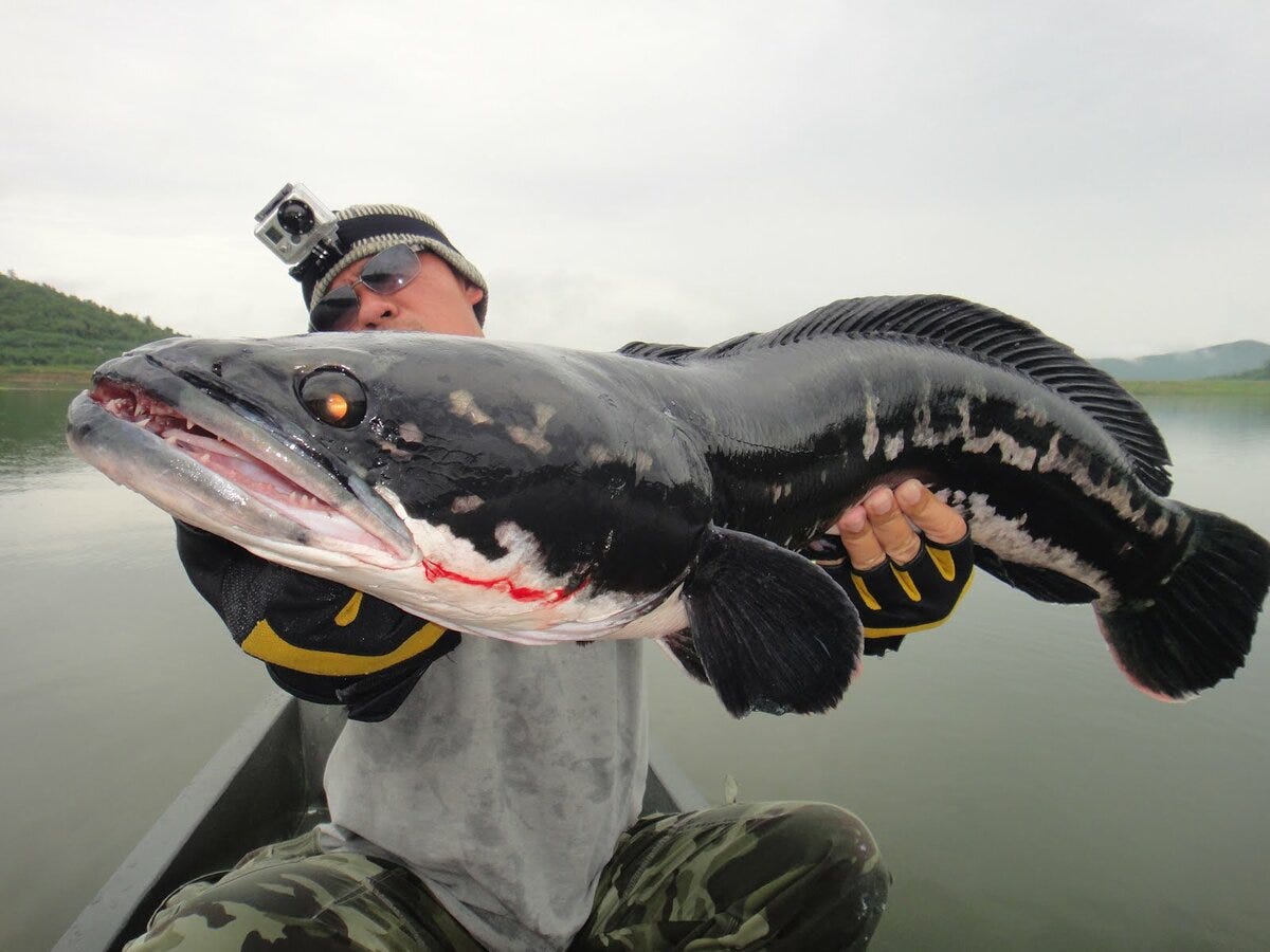 Snakehead: A bioterminator from the east. The Americans accidentally ...