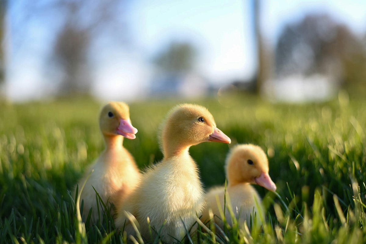 Three Ducks and the Shape of Grief | by Silent Scars🌻 | Write A ...