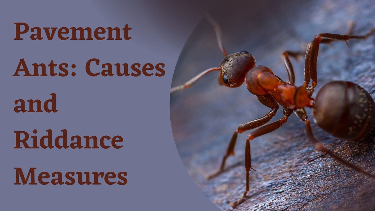 Pavement Ants: Causes and Riddance Measures | by Top Line Pest Control ...