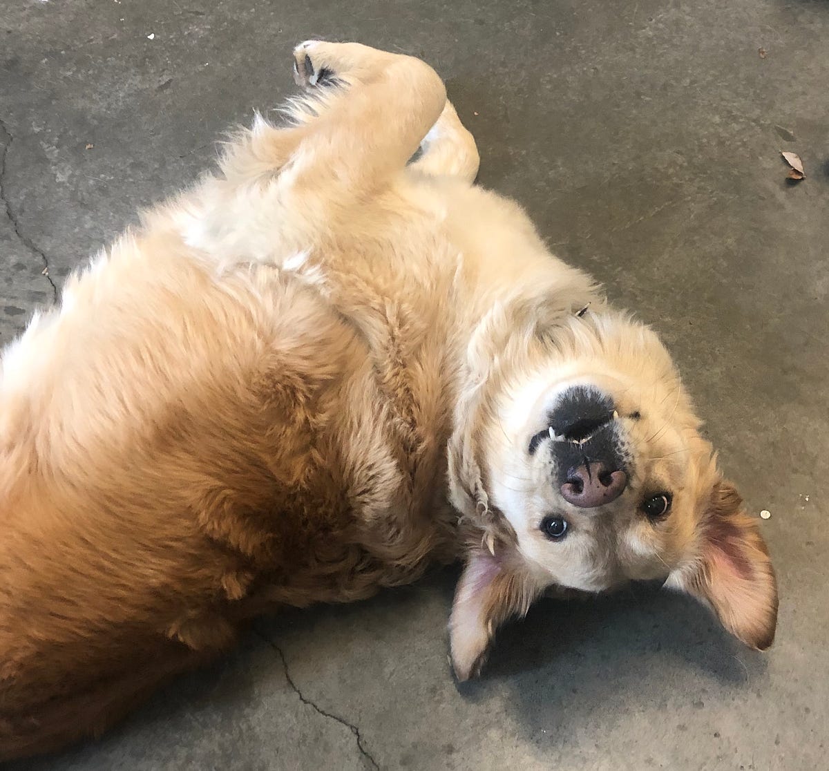 Brody’s Story: The Importance of Off Leash Safety | by Get Sit Done Dog ...