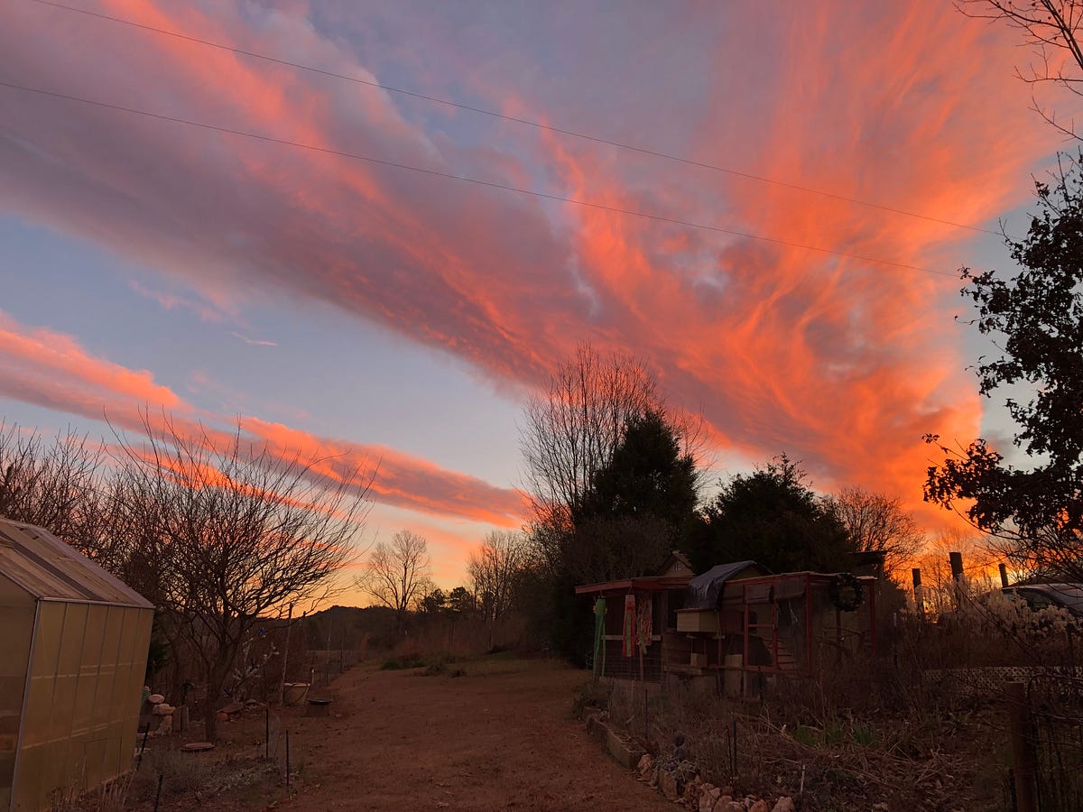 I Miss the Sky. I didn’t realize how important it was… | by Beth Bruno | Weeds & Wildflowers ...