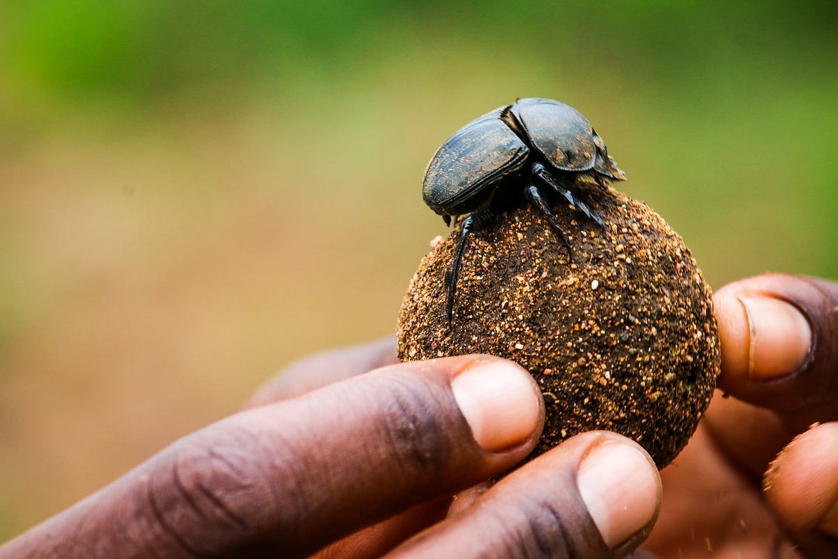 Trump is a dung beetle ridiculing democracy in America | ILLUMINATION ...