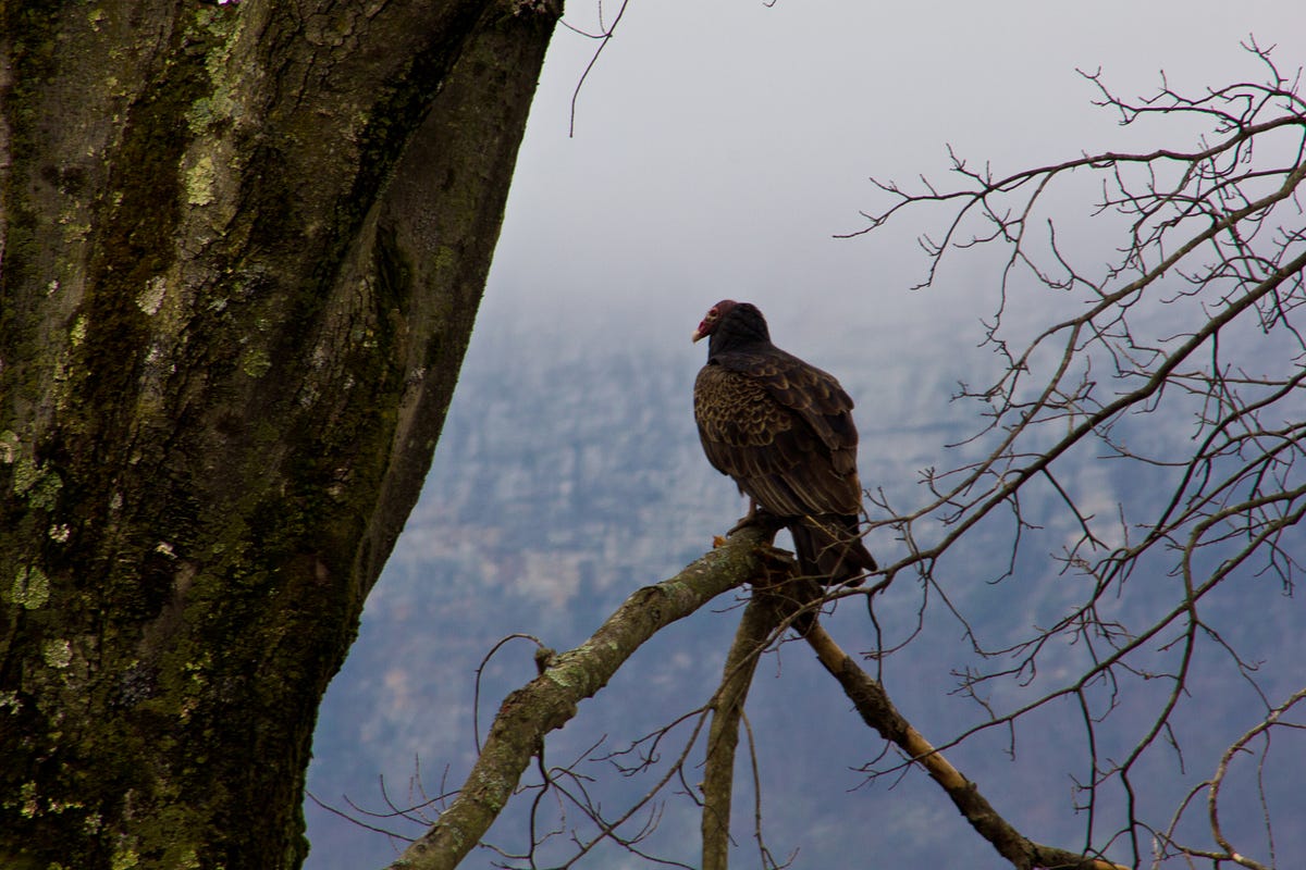 Research Report #38 — Wildlife of the Shawangunk Cliffs | by Mohonk ...