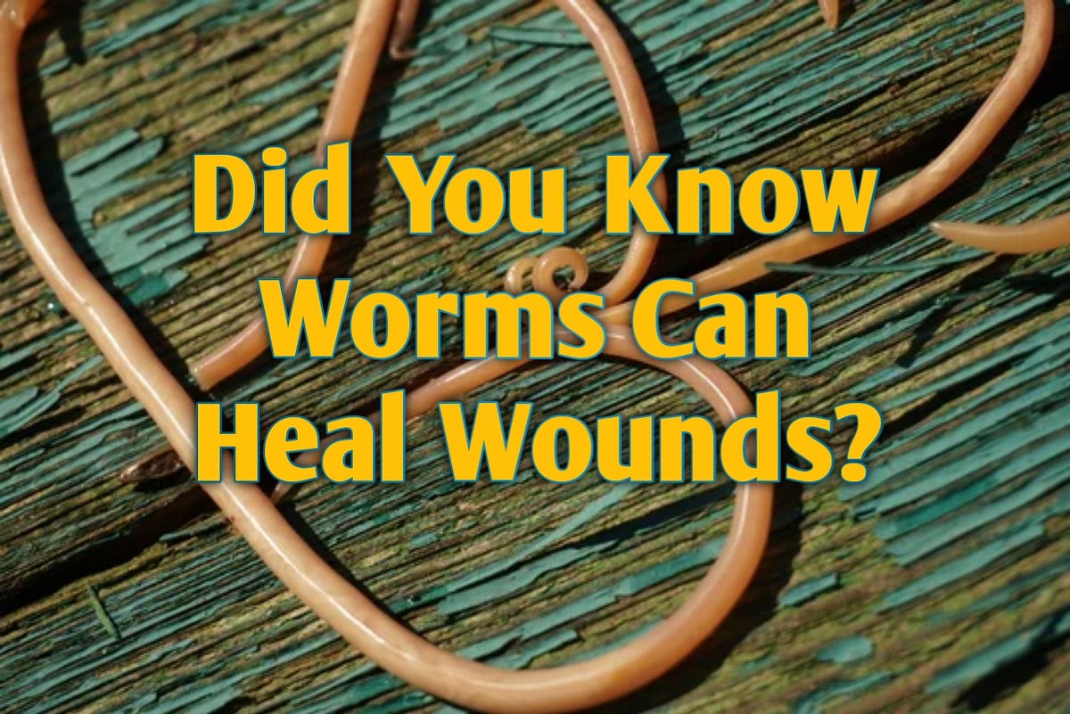 Worms Secret of Wound Healing.. Did you know that live worms can be ...