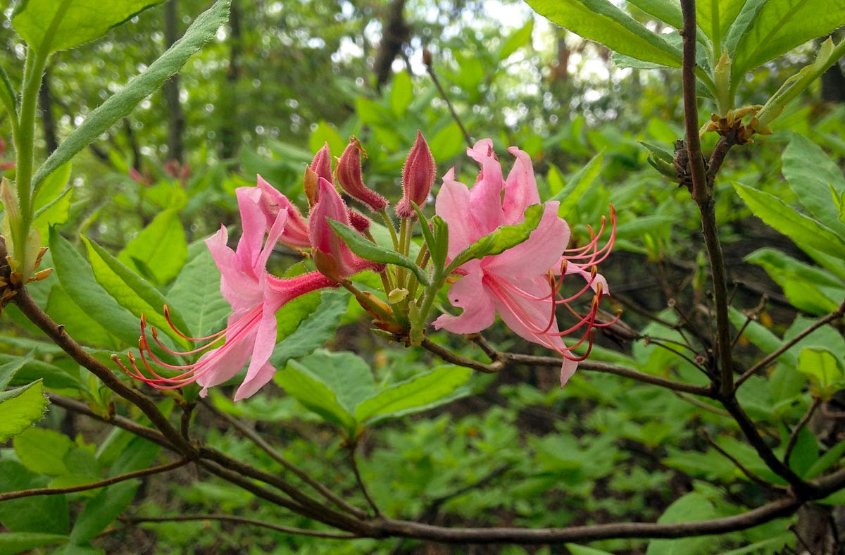 Research Report #59 — Azalea “May Apple” | by Mohonk Preserve | Medium
