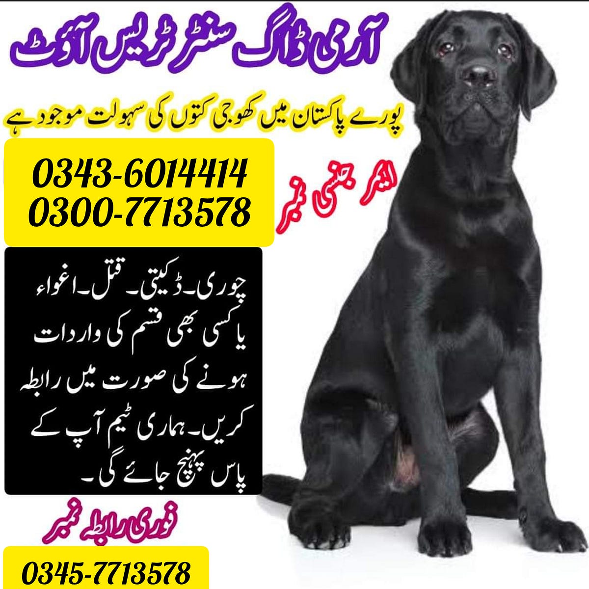 Army Dog Center Multan 0343–6014414 - Safdar Ali - Medium